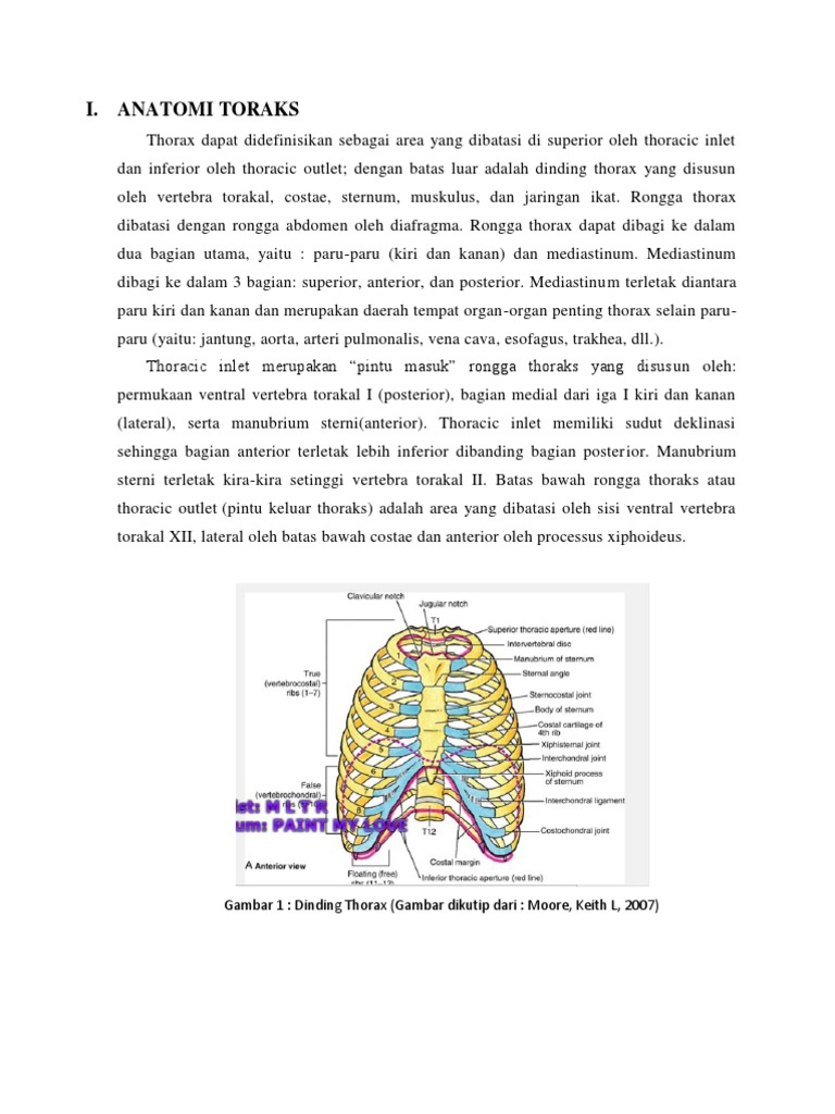 Anatomi Thoraks untuk Mahasiswa Kedokteran | PDF