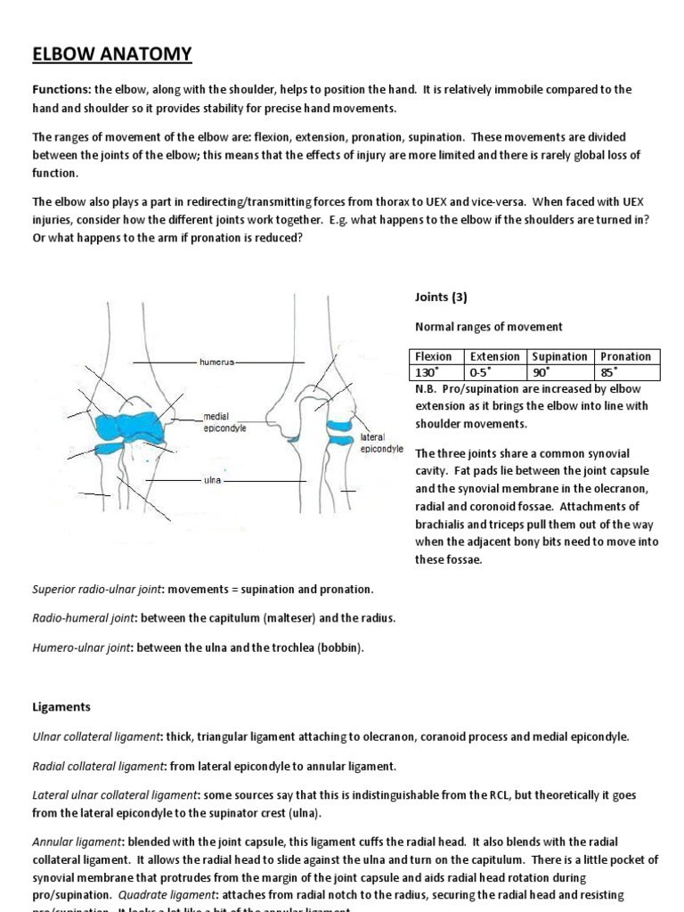 Elbow Anatomy | PDF | Elbow | Anatomical Terms Of Motion
