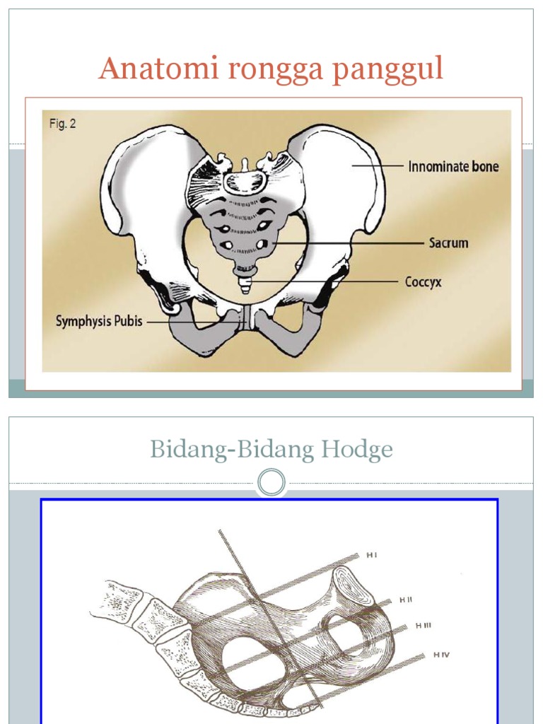 Anatomi Rongga Panggul PPT Fida | PDF