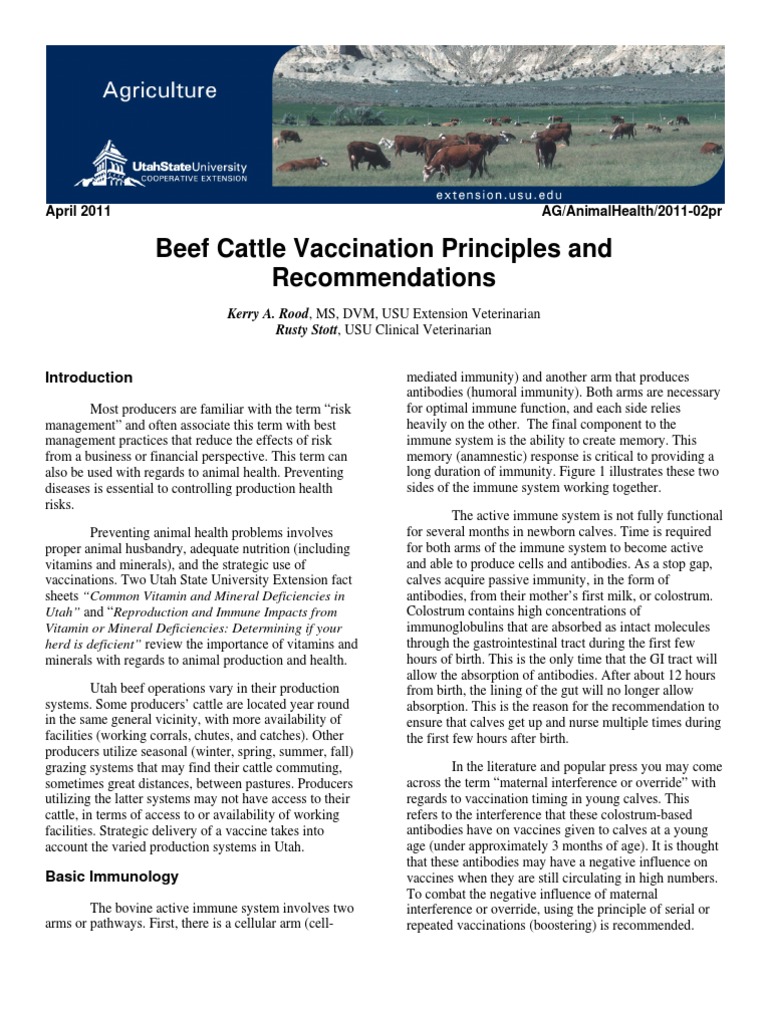 Beef Cattle Vaccination Principles and Recommendations | PDF | Vaccines ...