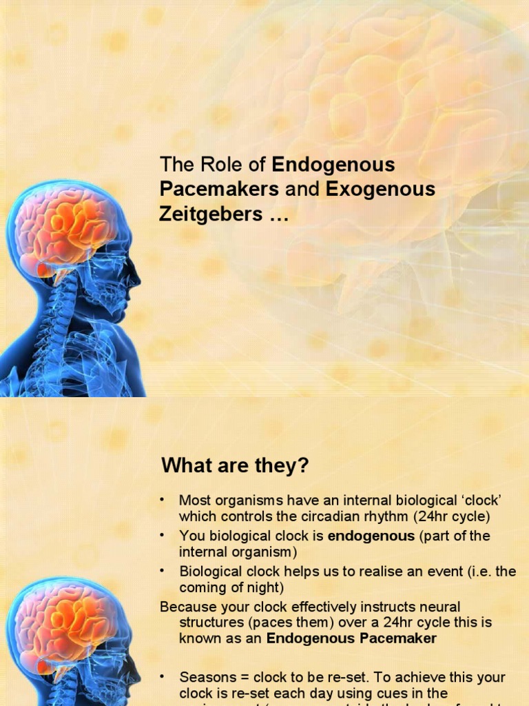 AQA A-Level Psychology PYA4: Endogenous Pacemakers and Exogenous ...