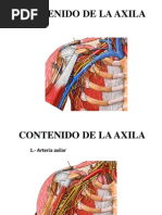 Mano de Predicador | PDF | Mano | Anatomía humana