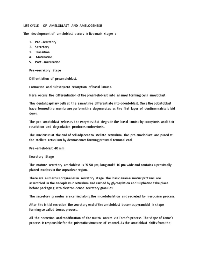 Life Cycle of Ameloblast | PDF | Tooth Enamel | Secretion