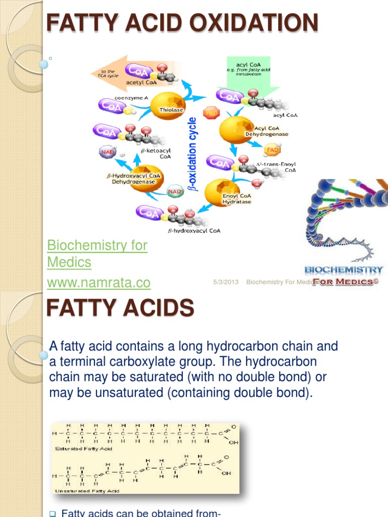 Fatty Acid Oxidation | Fatty Acid | Triglyceride