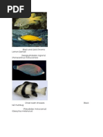 Pakol Fish: Characteristics and Habitat | PDF