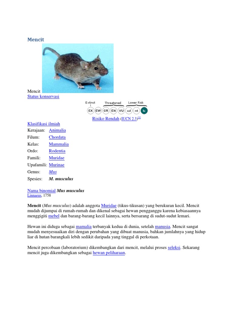 Mencit | PDF