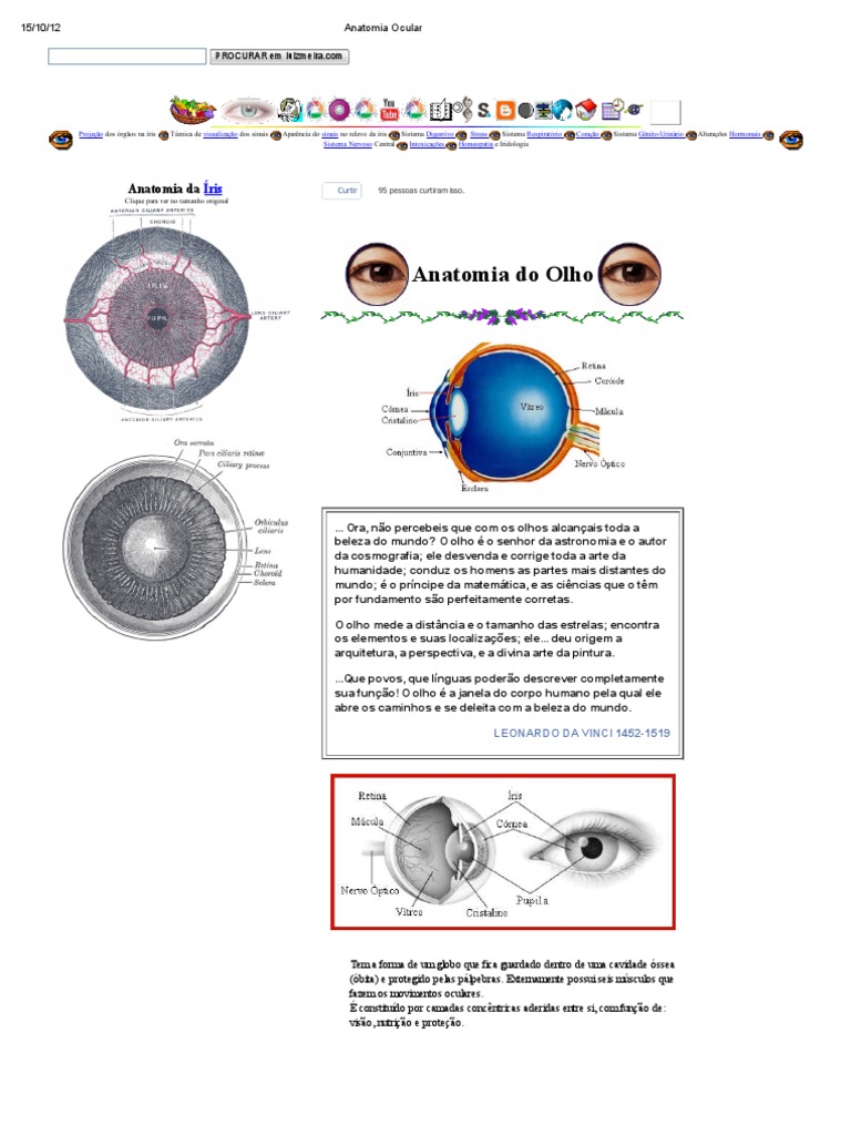 Anatomia Ocular | Olho Humano | Olho