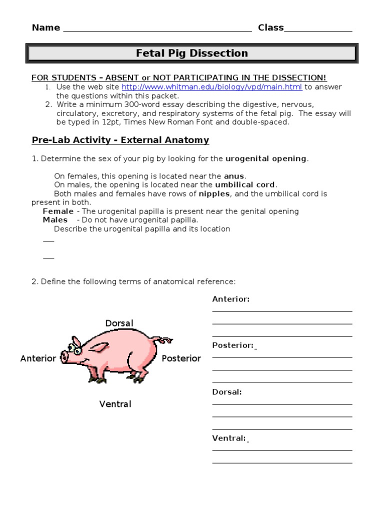 Fetal Pig Dissection External Anatomy