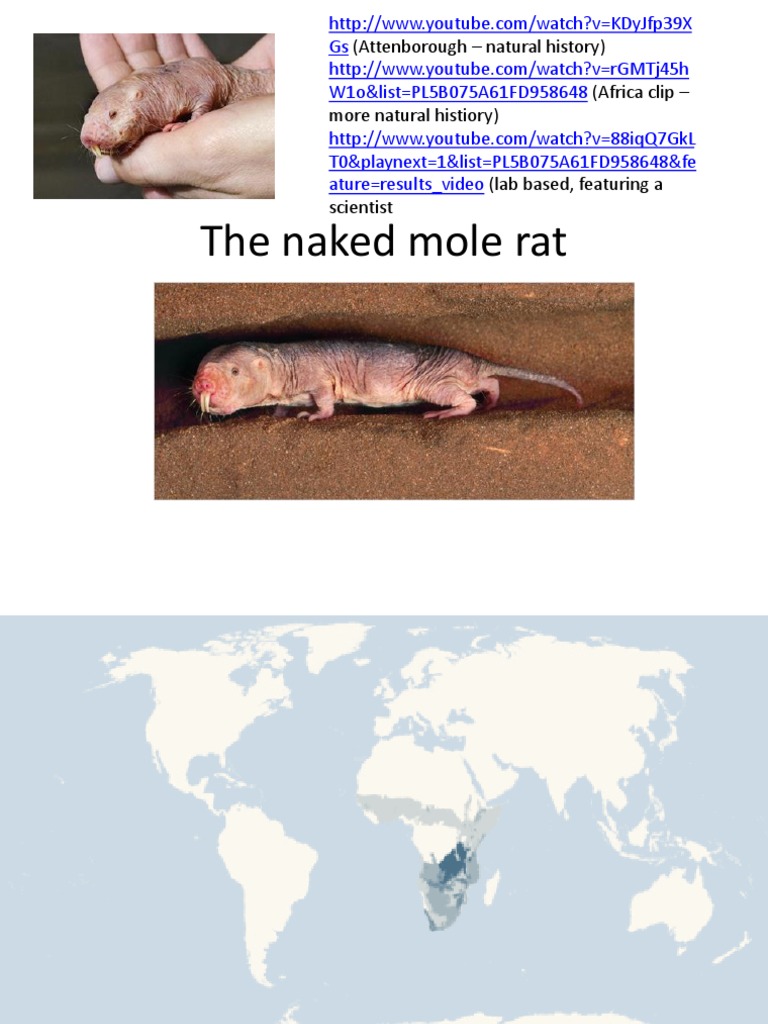 Naked Mole Rat Slides | PDF | Telomere | Cerebral Cortex