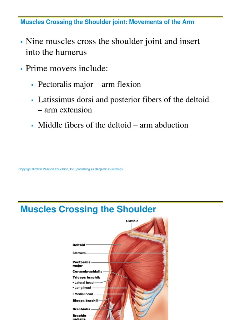 Chapter 10C | PDF | Finger | Shoulder