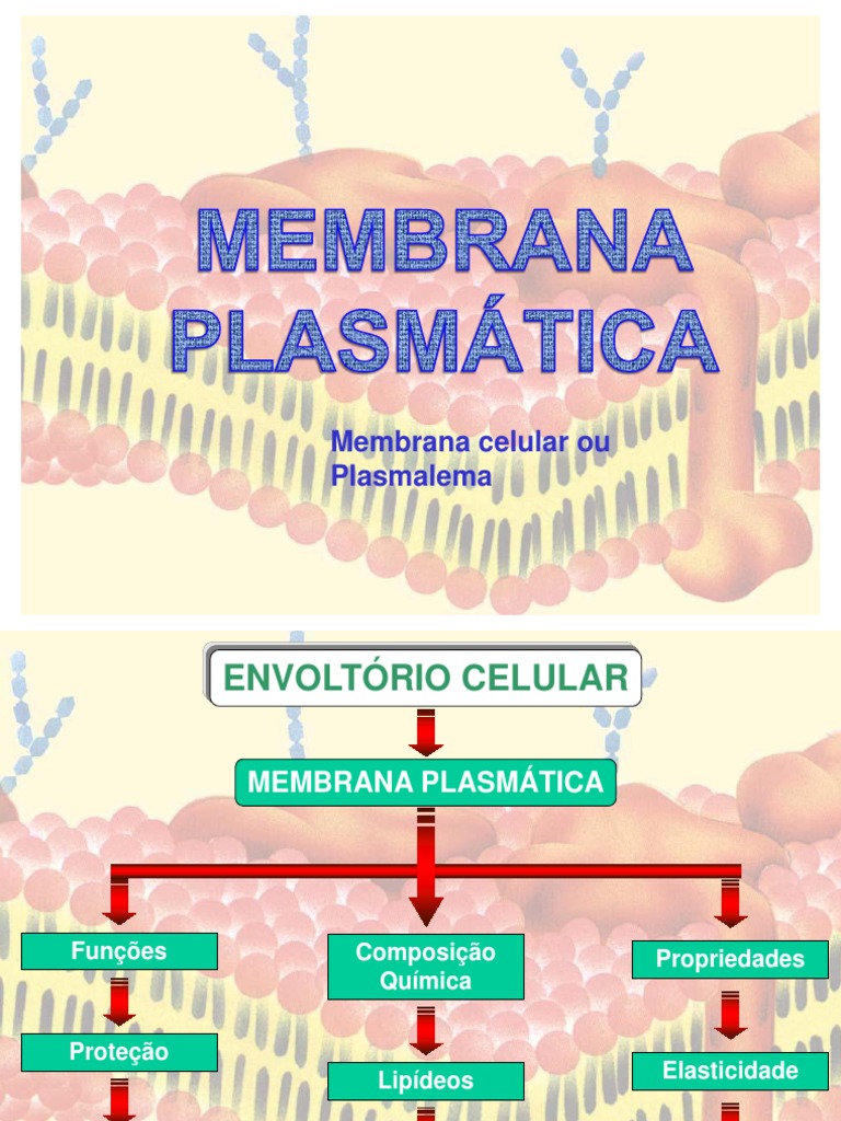 Membrana Plasmatica Slides | PDF | Membrana celular | Osmose