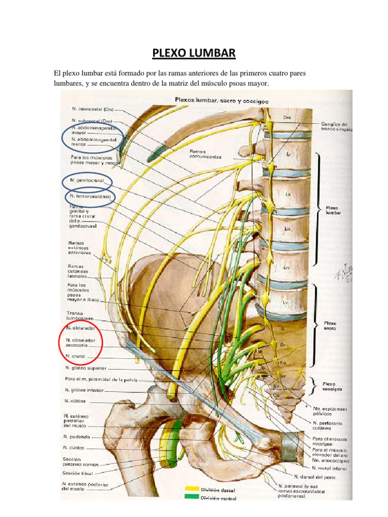 Plexo Lumbar | PDF