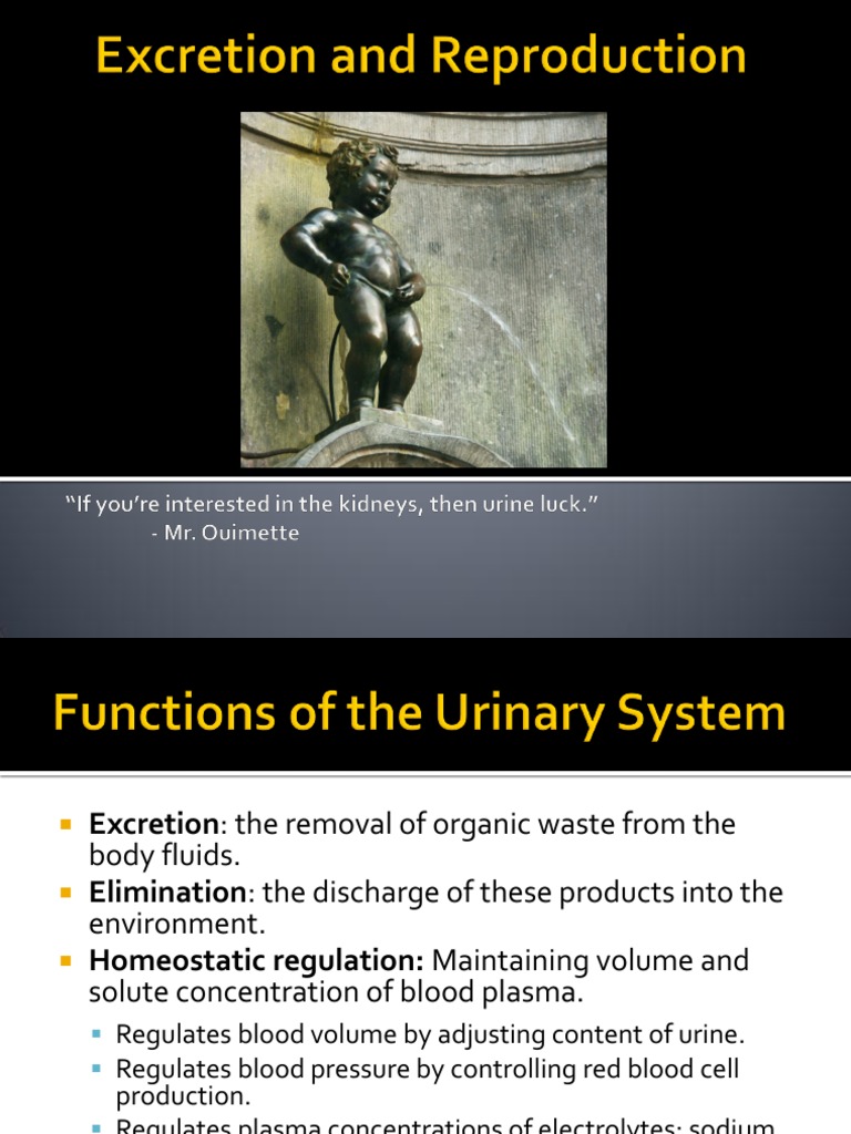 Urinary System Powerpoint Lecture | Download Free PDF | Kidney ...