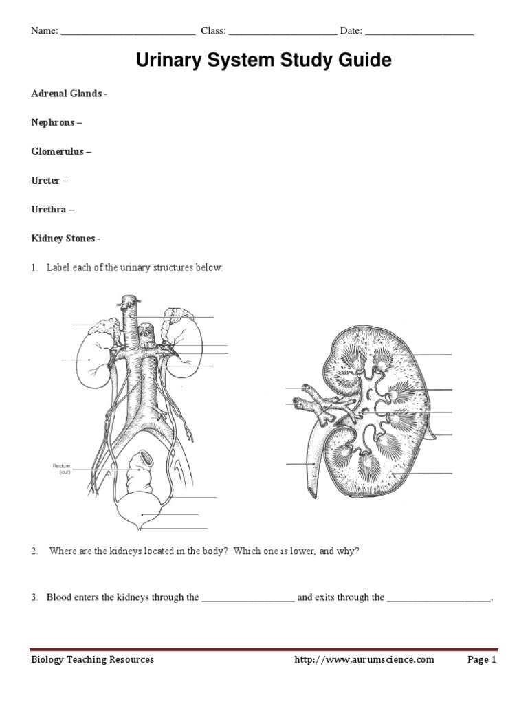 Urinary System Study Guide Worksheet | PDF | Science & Mathematics