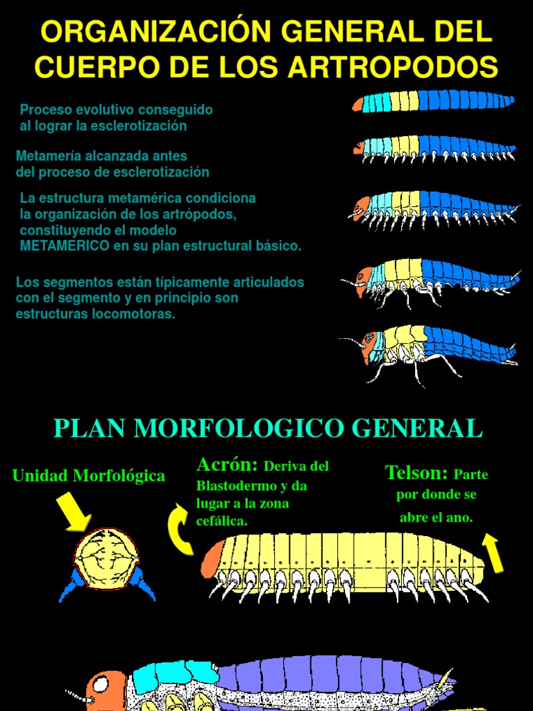 Organización General Del Cuerpo De Los Artrópodos Ppt Pps Pdf