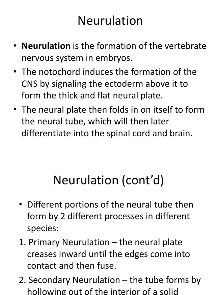 Neurulation 2 | PDF | Nervous System | Autonomic Nervous System