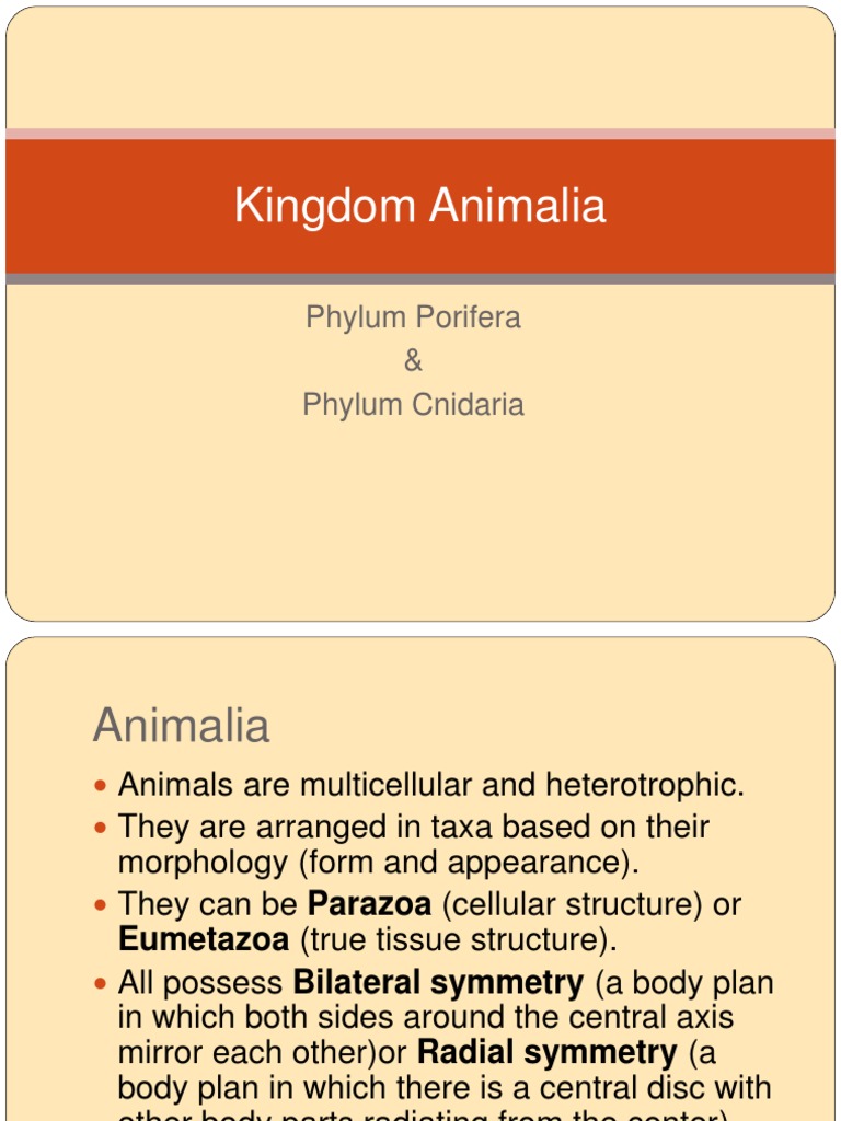 Overview of Porifera and Cnidaria Phyla | PDF | Sponge | Animal Taxonomy