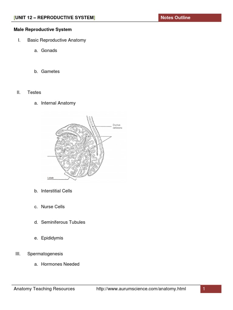 Reproductive System Student Notes Outline | Reproductive System ...