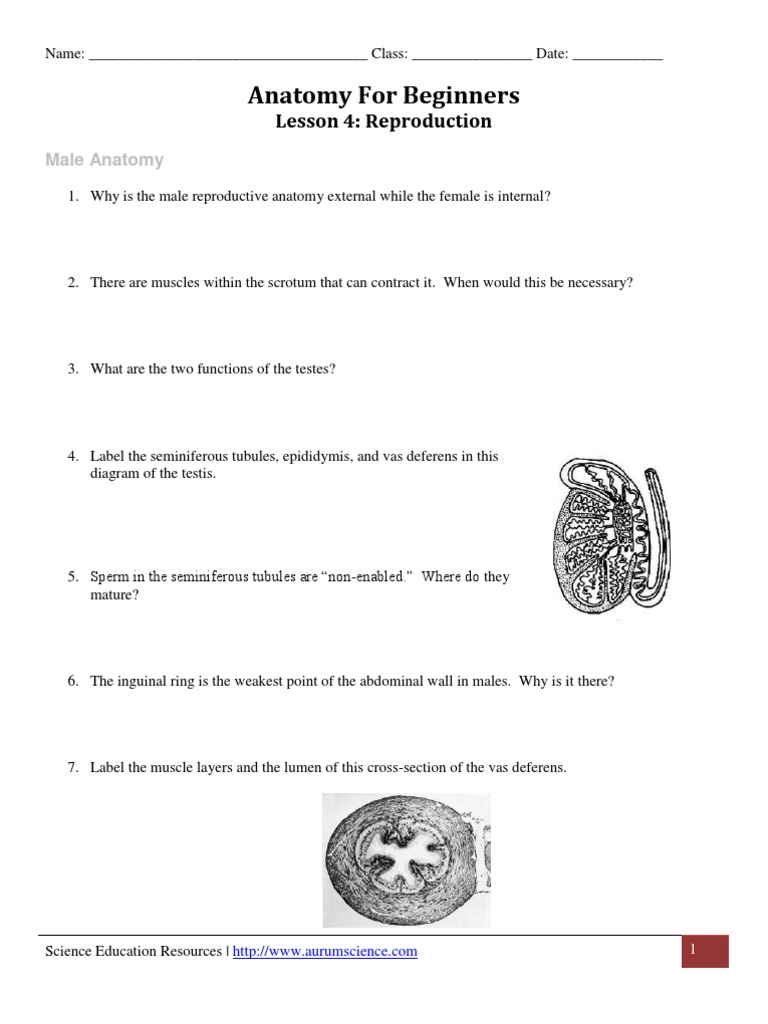 Anatomy For Beginners - Reproduction Worksheet | PDF | Testicle | Ovary