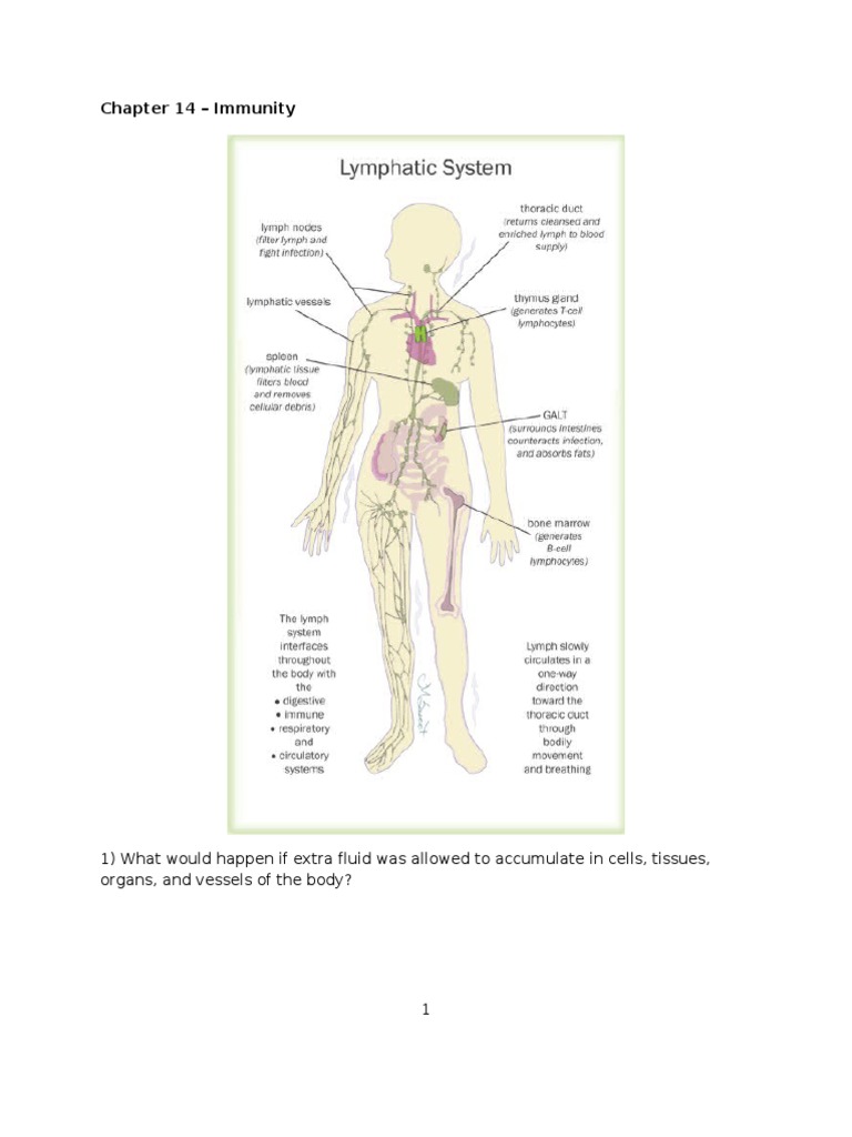 Chapter 14 - Lymph and Immunity | PDF | Lymph | Lymphatic System