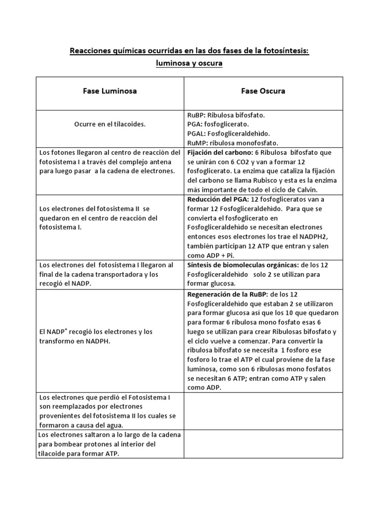 Reacciones Químicas Ocurridas en Las Dos Fases de La Fotosíntesis. | PDF