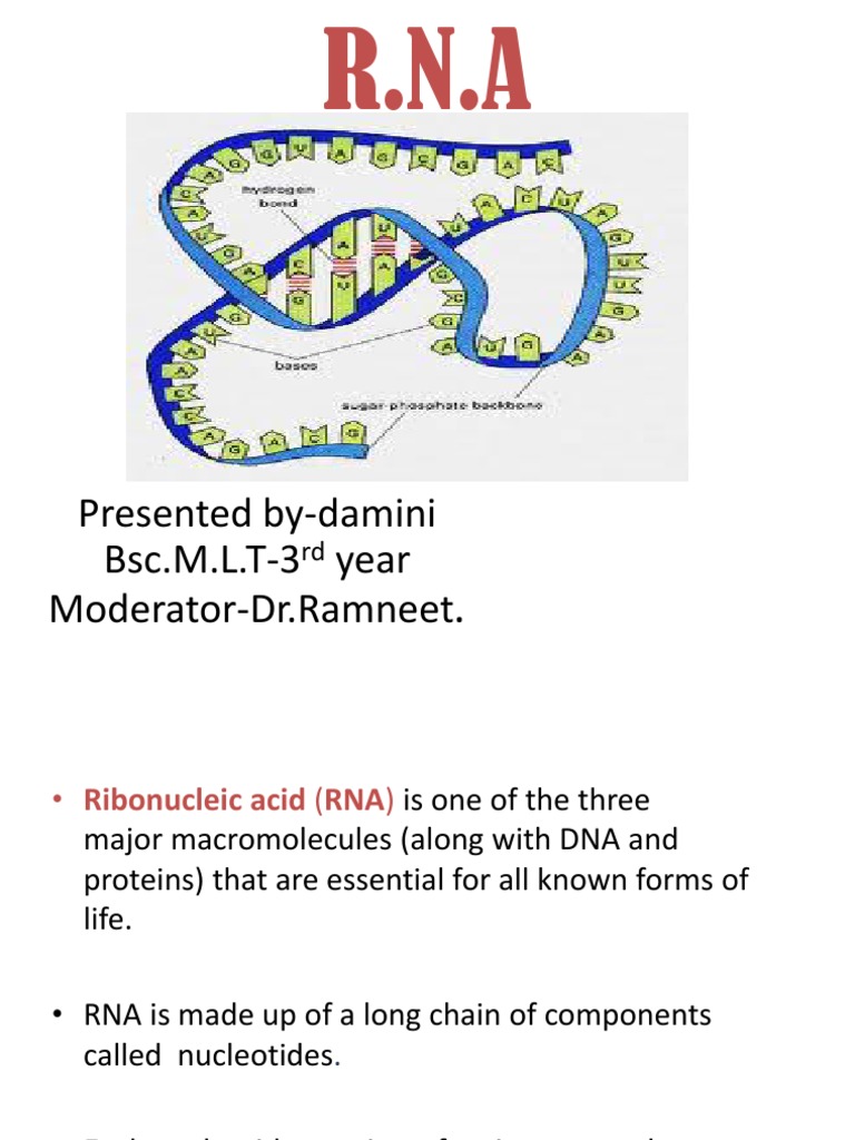 RNA | PDF | Staining | Nucleic Acids