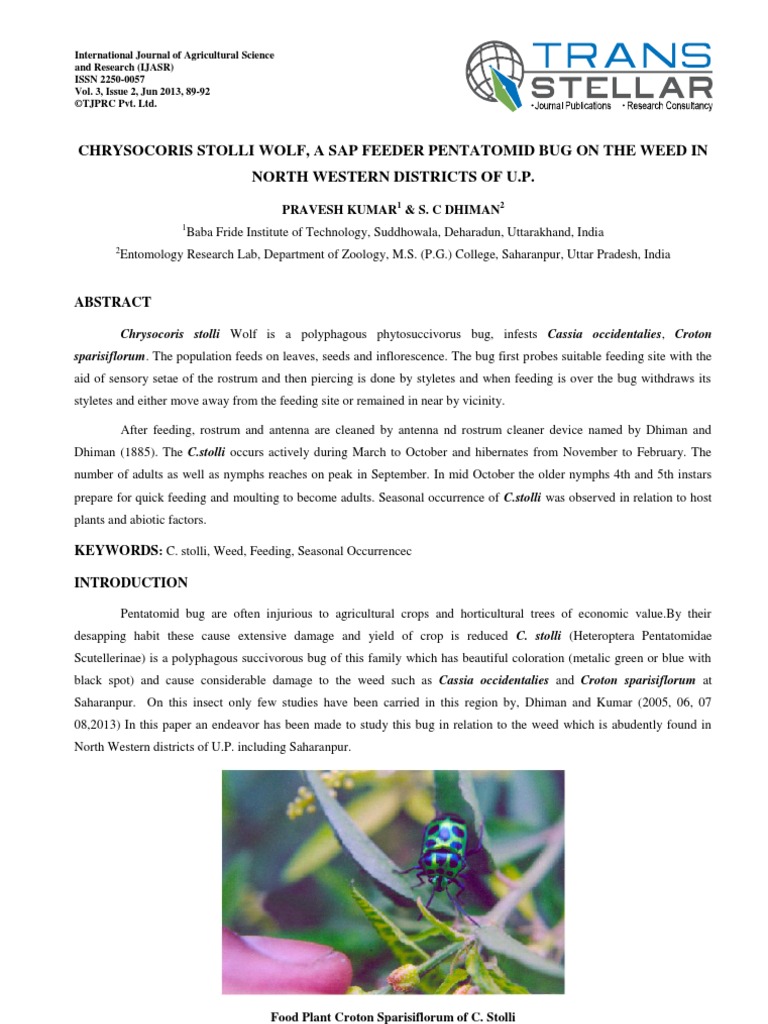 Chrysocoris Stolli - Full | PDF