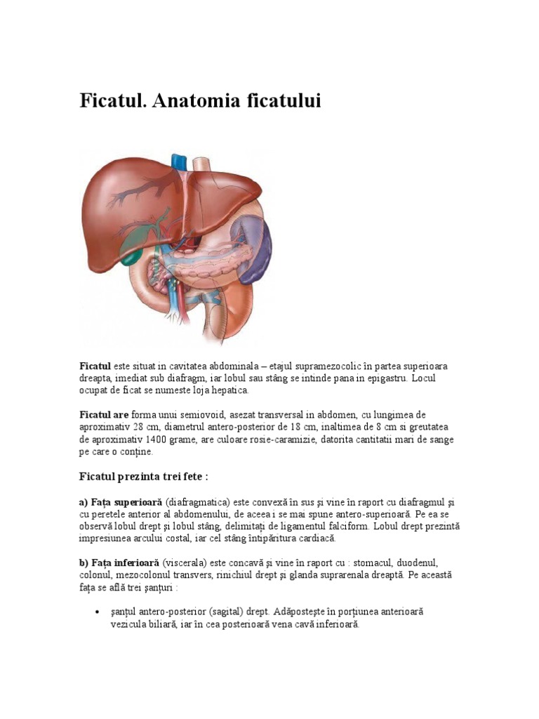 Anatomia Si Fiziologia Ficatului