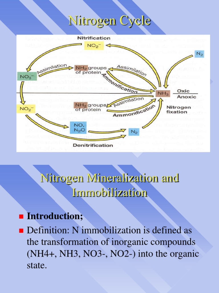 EVSC 590.N Cycle.mineralization Immobilization | Soil | Organic Matter