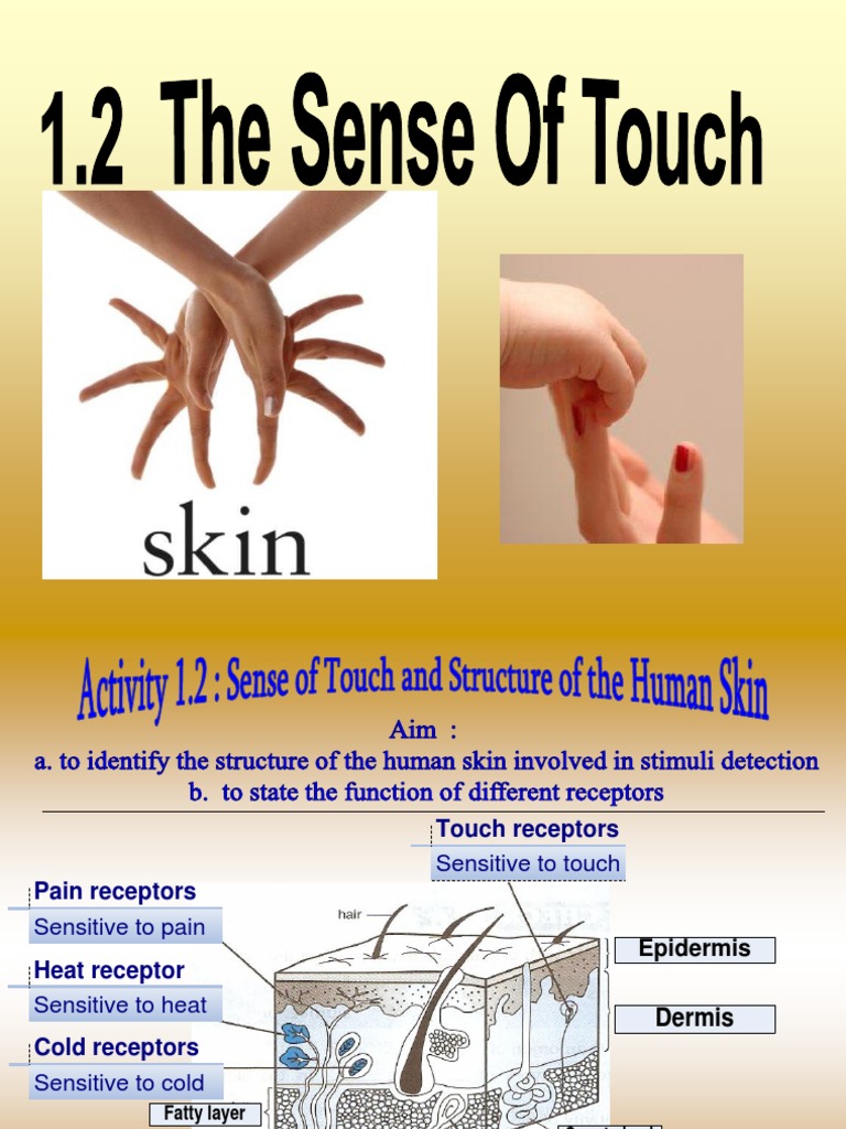 1.2 Sense of Touch | Skin | Stimulus (Physiology)