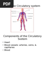 Circulatory System Labeling Worksheet | PDF | Vein | Heart