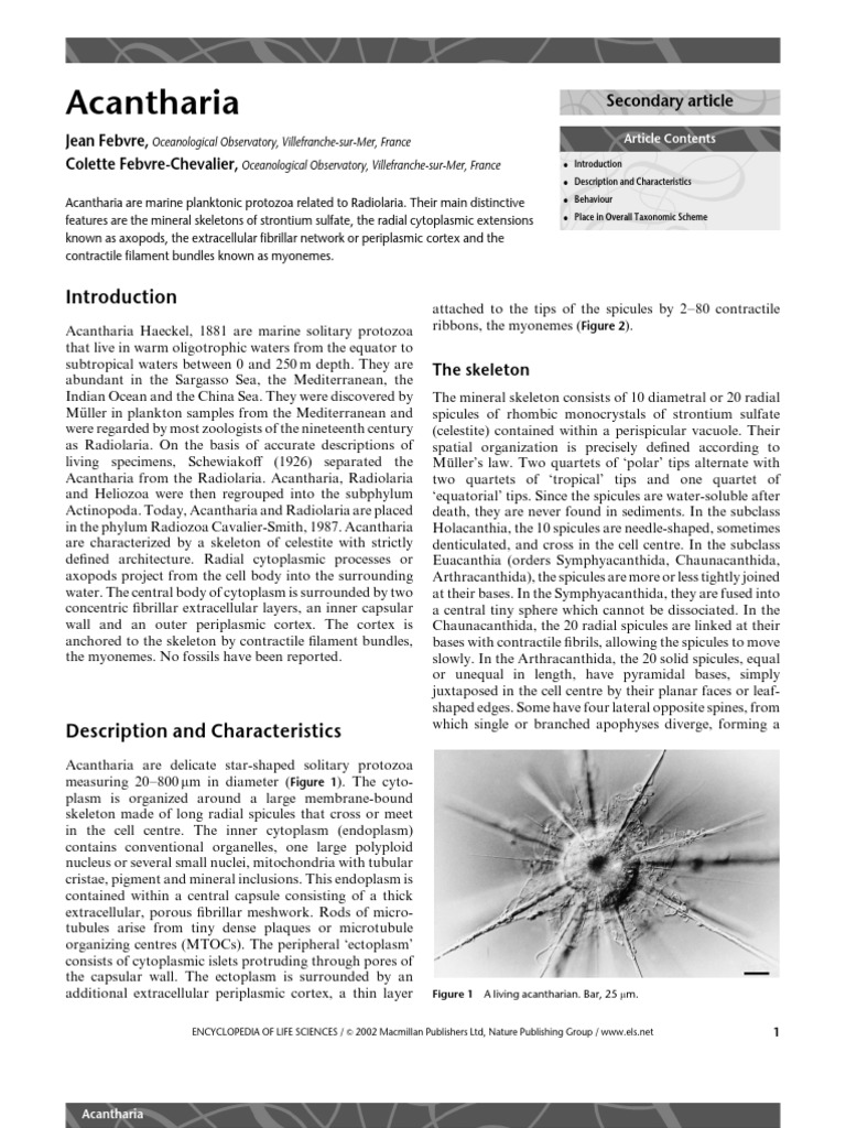 Acantharia PDF | PDF | Mitosis | Cell Membrane