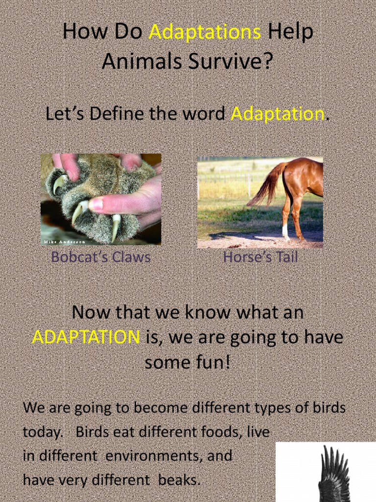 How Do Help Animals Survive?: Adaptations | PDF | Home & Garden