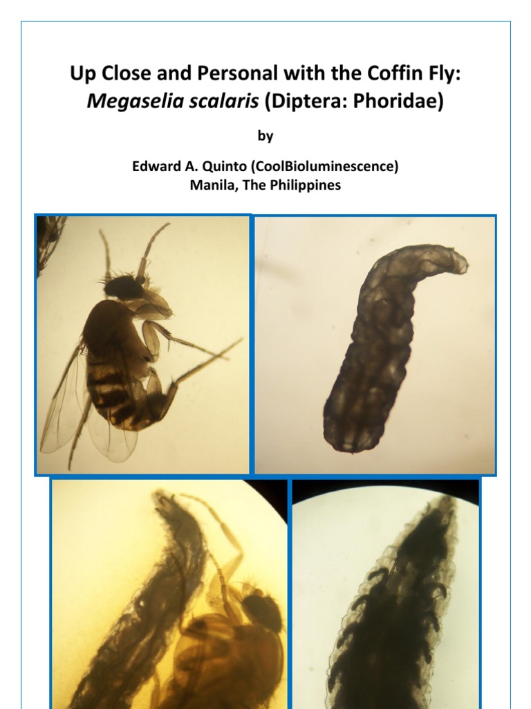 Coffin Fly: Megaselia scalaris Insights | PDF | Fly | Organisms
