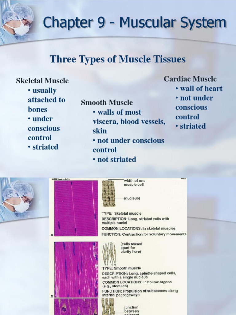 Chapter 9 - Muscular System: Three Types of Muscle Tissues | PDF ...