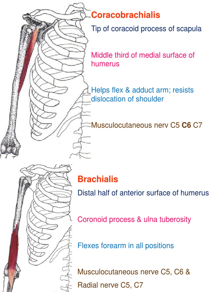 Coracobrachialis: Tip of Coracoid Process of Scapula | PDF
