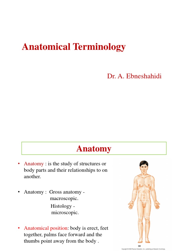Chap1 Anatomical Terminology | PDF | Anatomical Terms Of Location ...