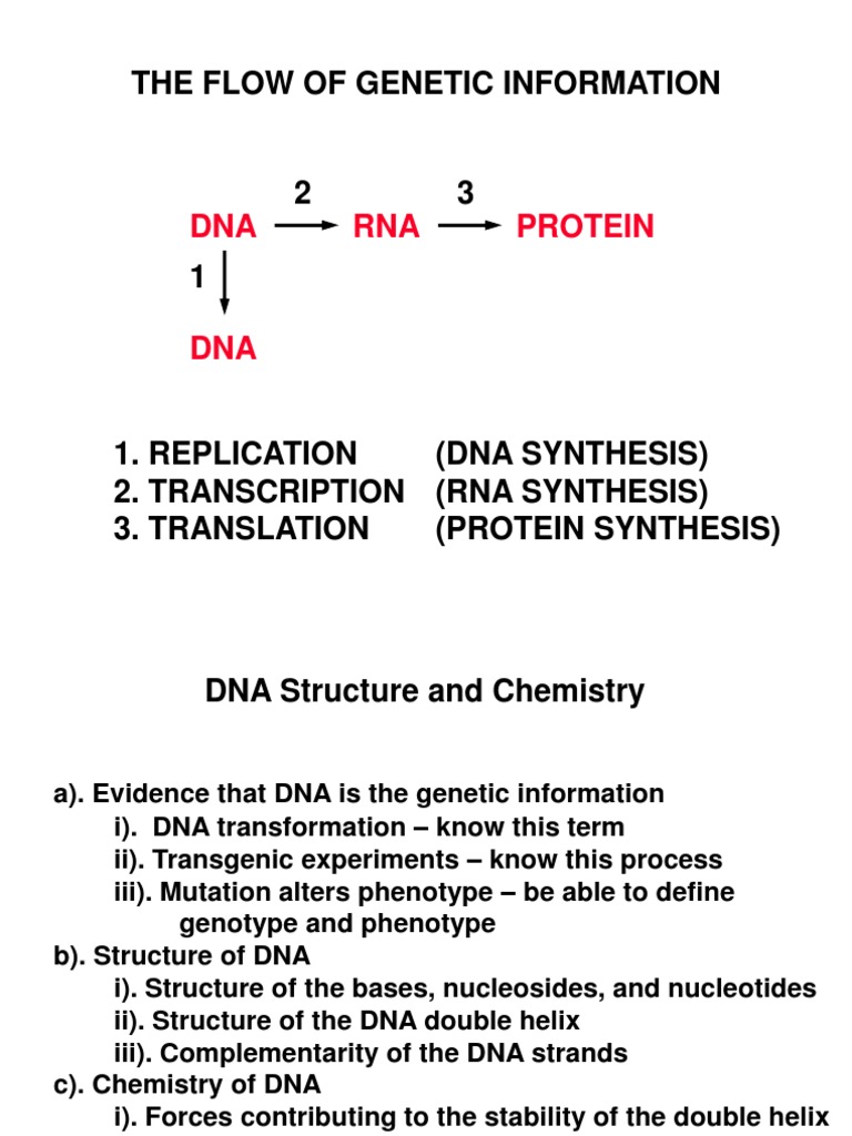 The Flow Of Genetic Information: DNA RNA Protein