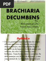 Ficha Técnica Del Pasto Imperial (Axonopus Scoparius, Hitchc) | PDF ...
