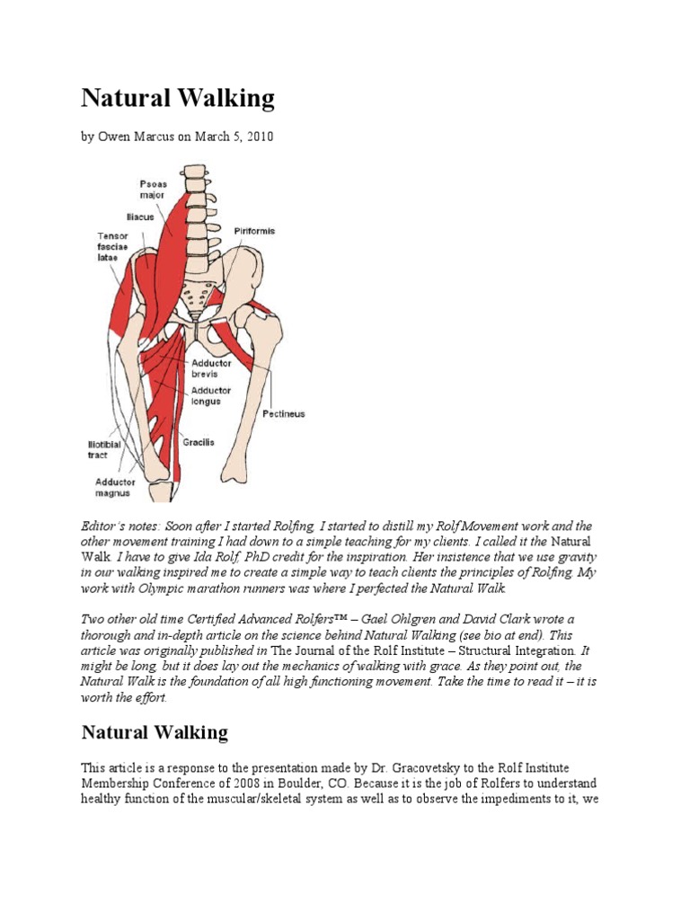 Natural Walking | Download Free PDF | Pelvis | Hip