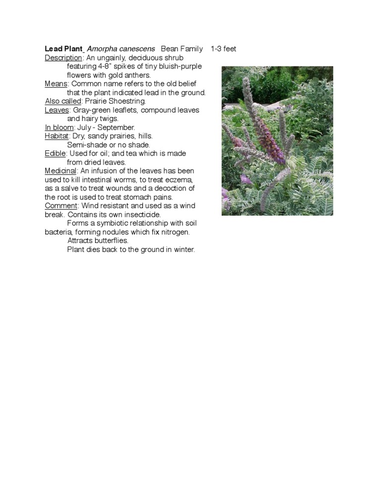 Lead Plant Amorpha Canescens Bean Family 1-3 Feet | PDF | Home & Garden
