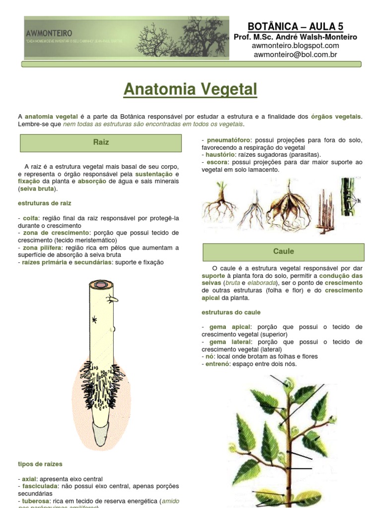Apostila de Botânica - Aula 5, Anatomia Vegetal para PV | PDF | Semente ...