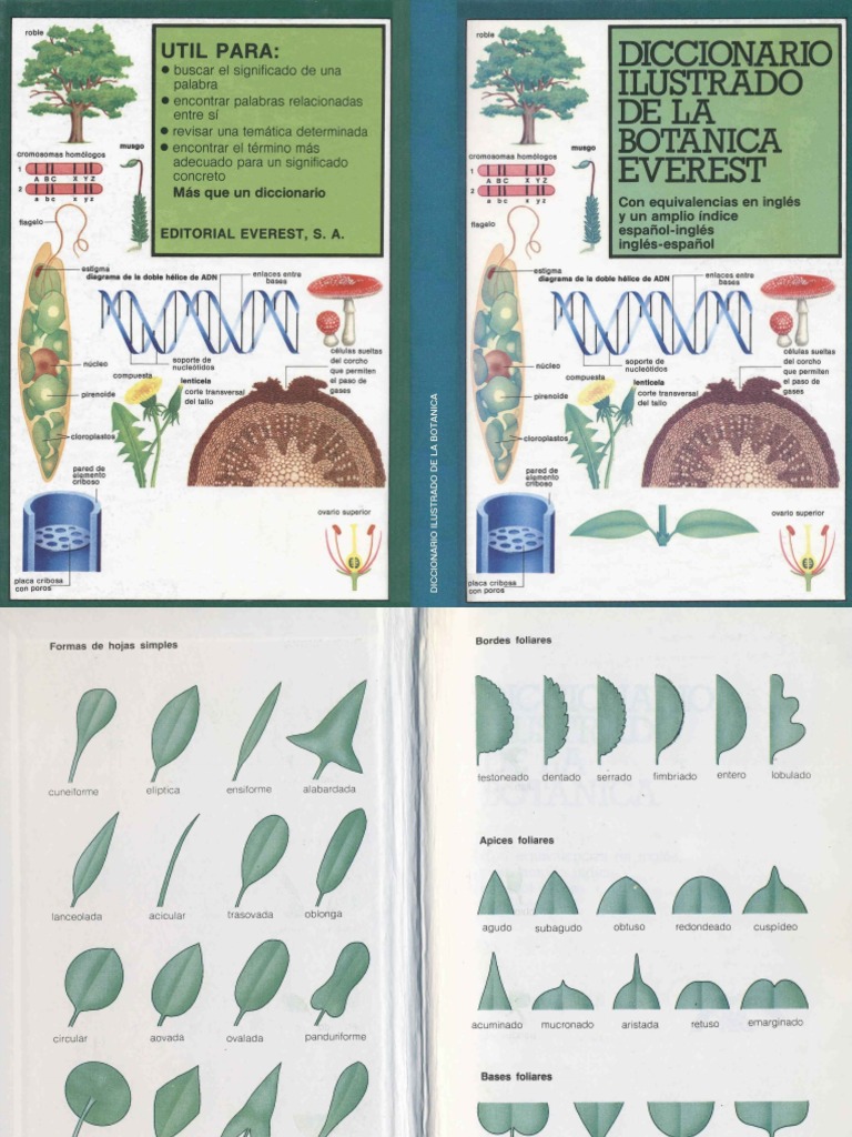 Plantas - Diccionario Ilustrado de La Botanica | PDF | Naturaleza