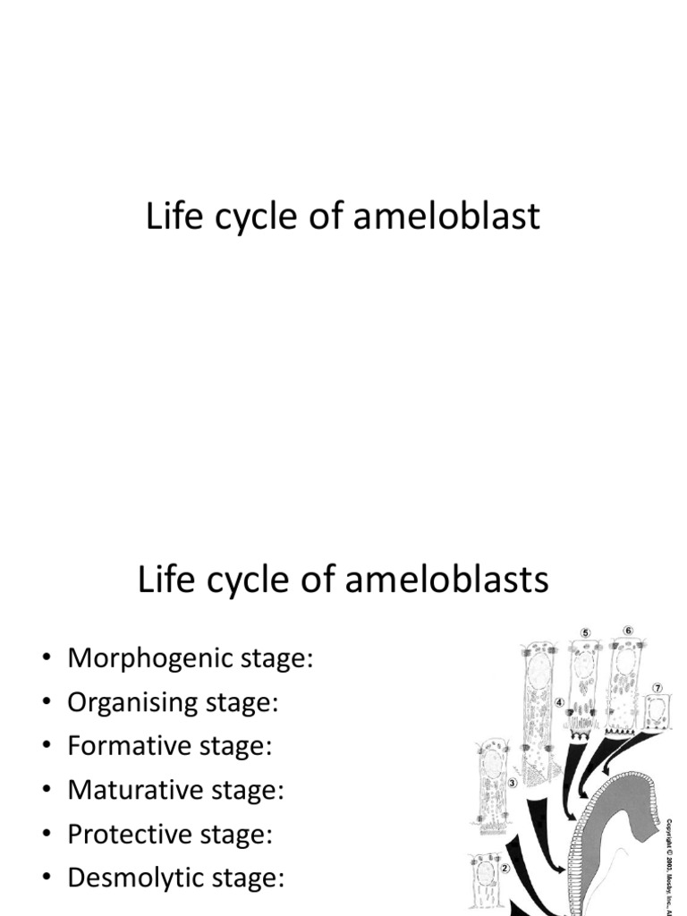 Life Cycle of Ameloblast | PDF | Tooth Enamel | Epithelium
