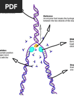 Enzyme Activity Lab Report - IB Biology | PDF | Enzyme | Catalase