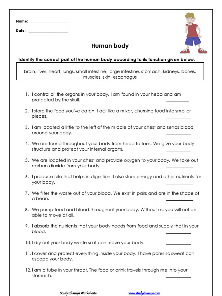 Human Body: Identify The Correct Part of The Human Body According To ...