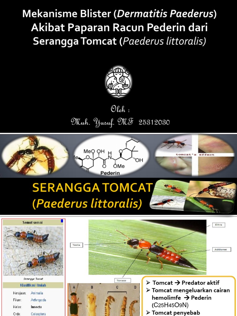 Mekanisme Dermatitis Paederus Akibat Racun Pederin Serangga Tomcat | PDF