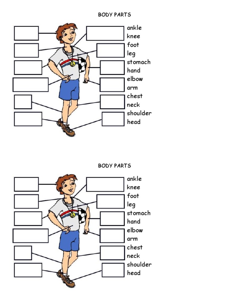 Label The Body | PDF | Language Arts & Discipline | Wellness