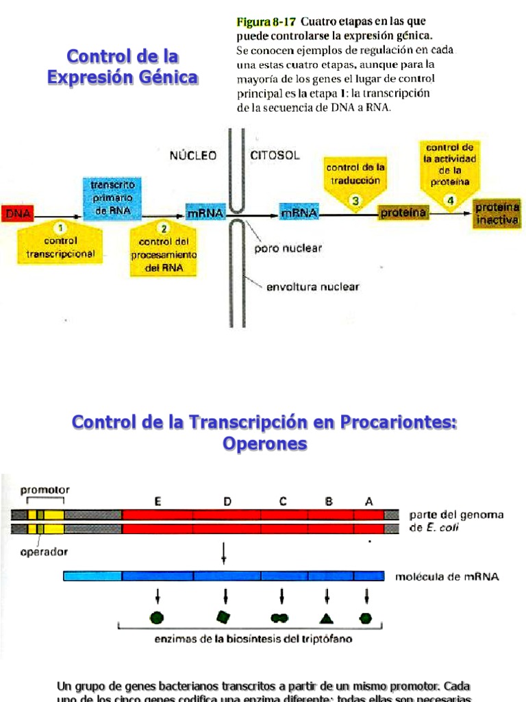 Control Transcripcion.ppt | Factor de transcripcion | Operón