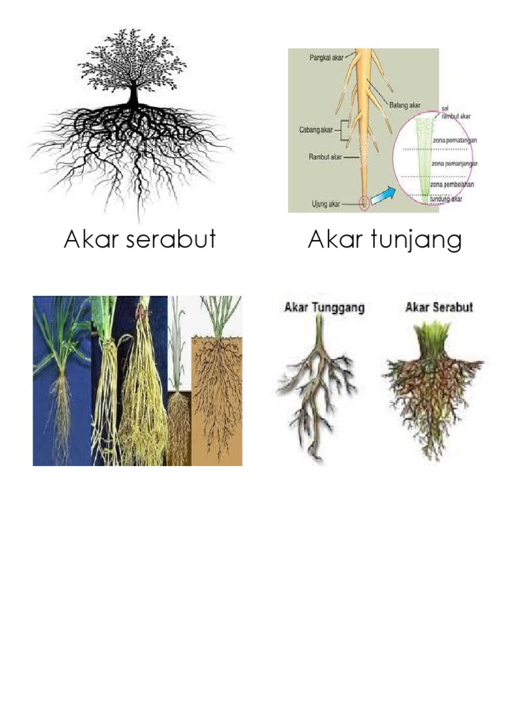 Akar Serabut Akar Tunjang | PDF